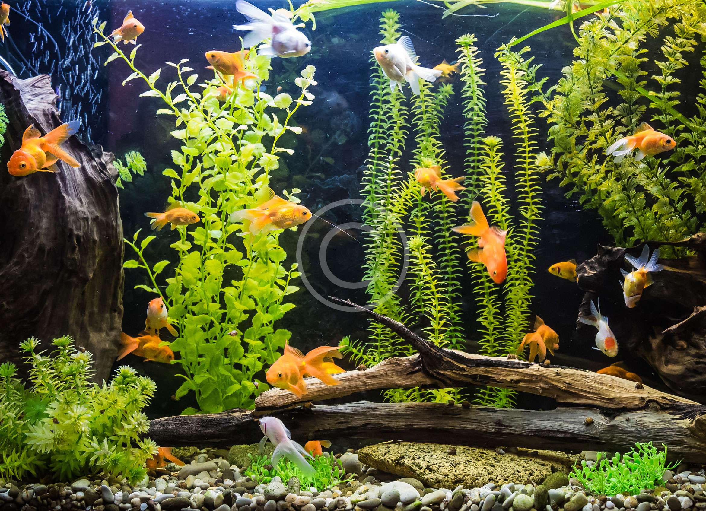 How To Acclimate Tropical Fish To Your Tank – Aquascape Paradise