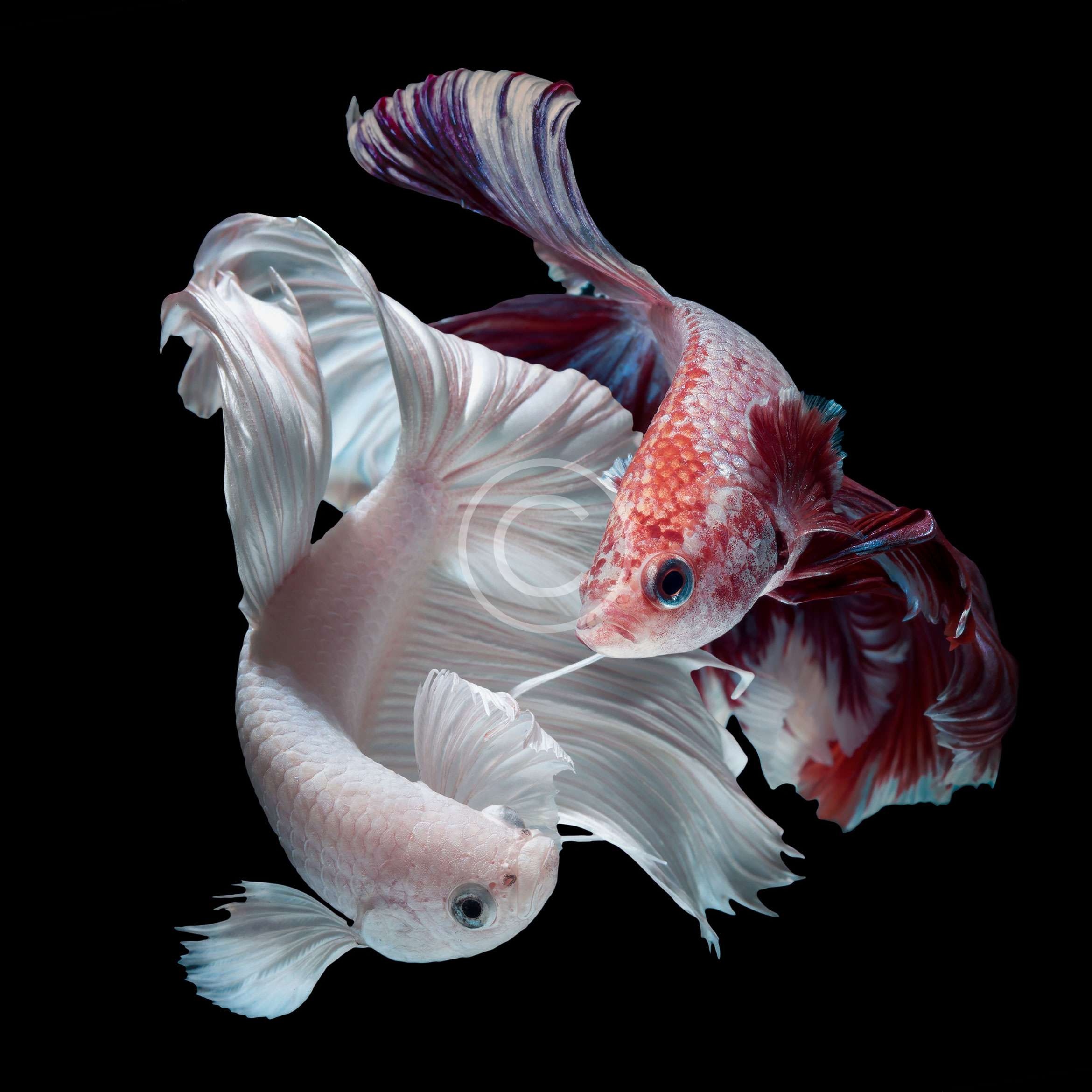 Lifespan of freshwater aquarium fishes – Aquascape Paradise
